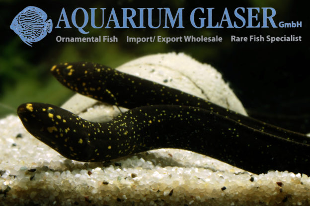 Lepidosiren paradoxus - Aquarium Glaser GmbH
