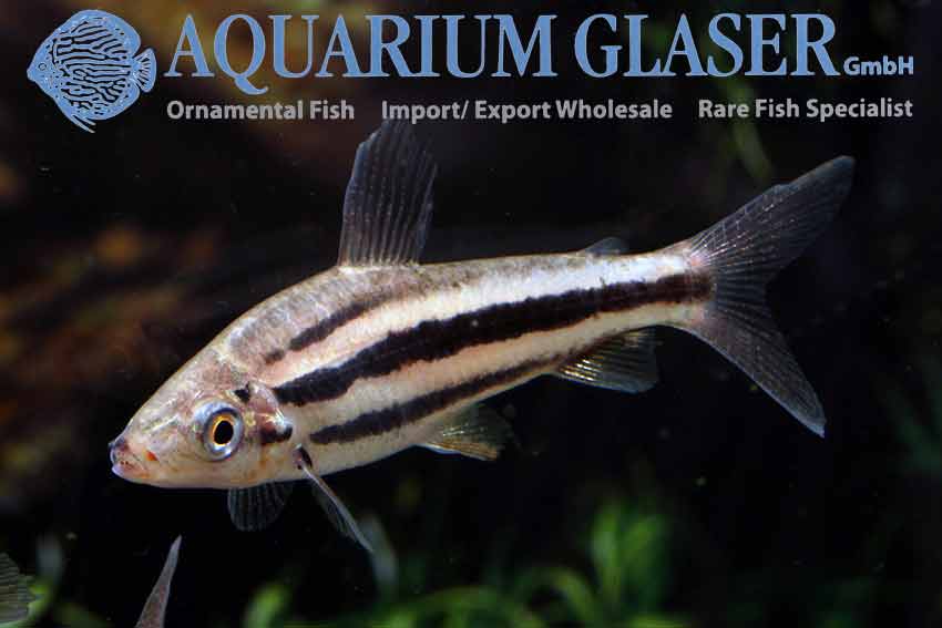 Unusual ornamental fish bred in Indonesia 1: Leporinus arcus - Aquarium ...