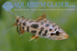 Leporinus sp. "Strawberry" Bred - Aquarium Glaser GmbH