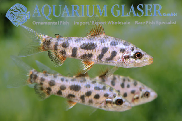 Leporinus sp. „Strawberry“ Nachzucht - Aquarium Glaser GmbH