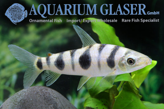 Leporinus pellegrinii - Aquarium Glaser GmbH