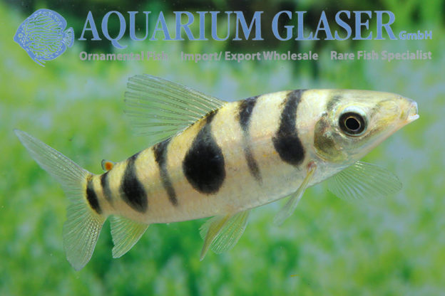 Leporinus pellegrinii - Aquarium Glaser GmbH