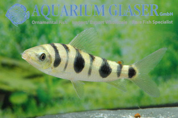 Leporinus pellegrinii - Aquarium Glaser GmbH