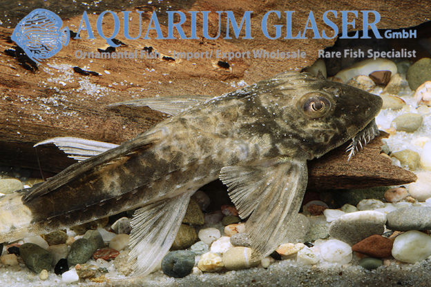 Loricaria lata - Aquarium Glaser GmbH