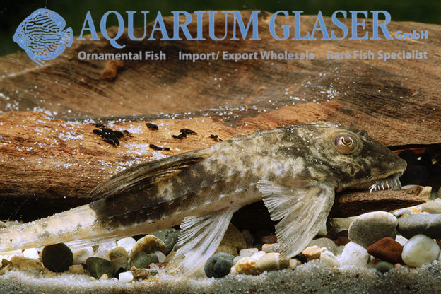Loricaria lata - Aquarium Glaser GmbH