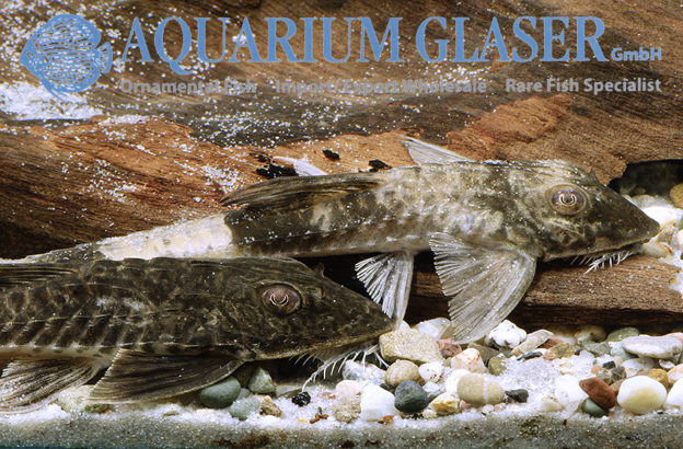 Loricaria lata - Aquarium Glaser GmbH