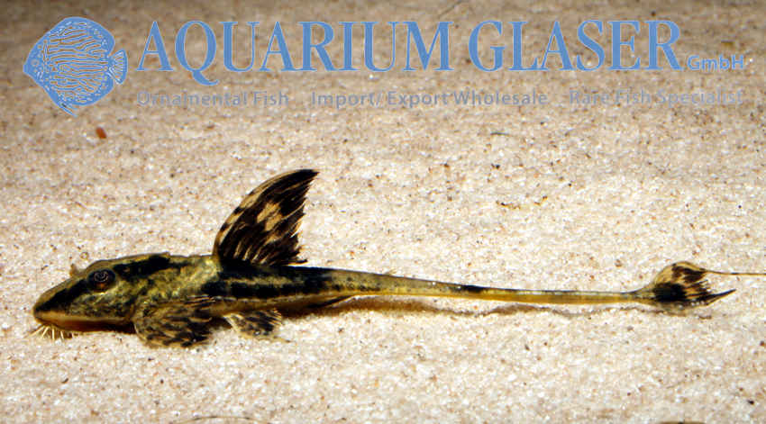 Loricaria sp. Colombia BRED - Aquarium Glaser GmbH