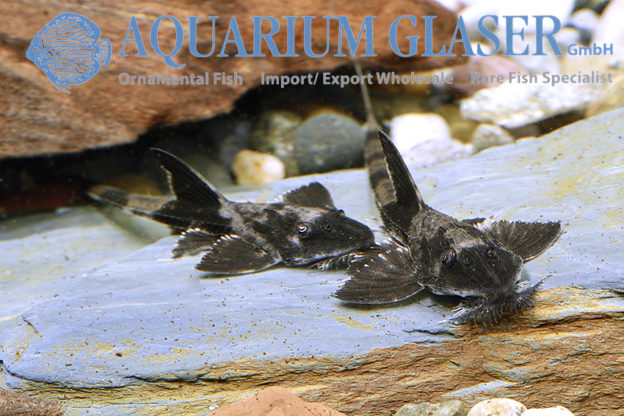 Lorcaria simillima Bred - Aquarium Glaser GmbH