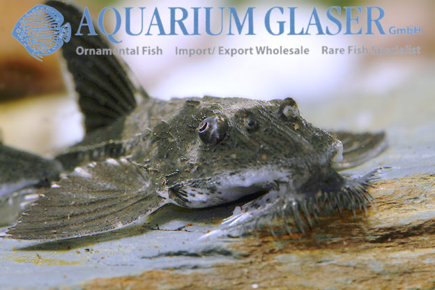 Lorcaria simillima Bred - Aquarium Glaser GmbH