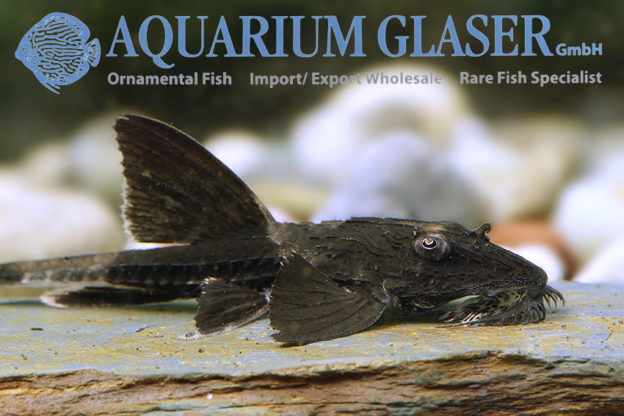 Lorcaria simillima Bred - Aquarium Glaser GmbH