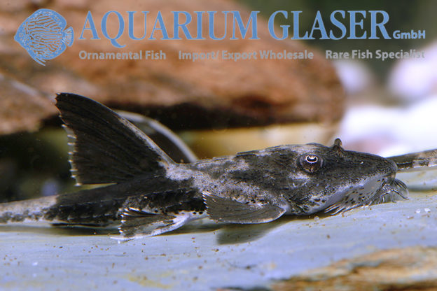 Lorcaria simillima Bred - Aquarium Glaser GmbH