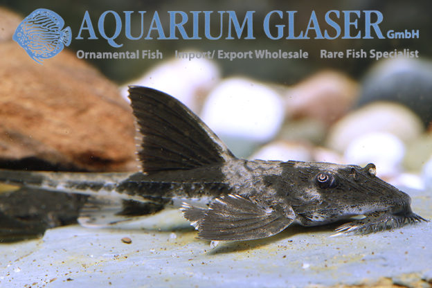 Lorcaria simillima Bred - Aquarium Glaser GmbH