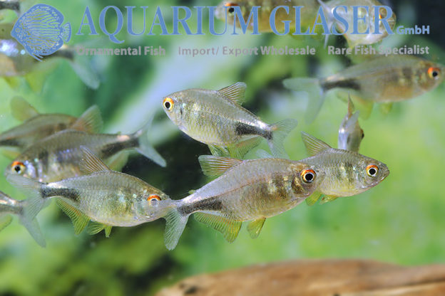 Hemigrammus pulcher - Aquarium Glaser GmbH
