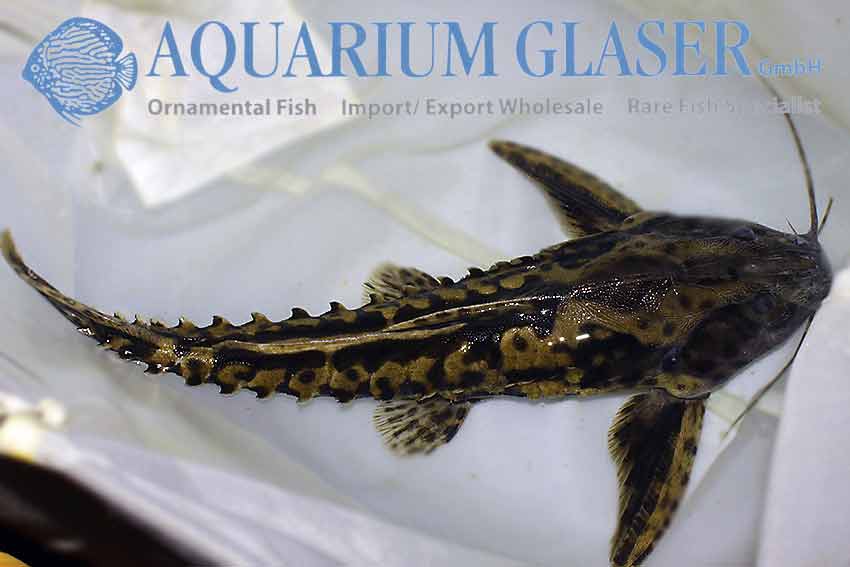 Extraordinary rare thorny catfish from Peru - Aquarium Glaser GmbH