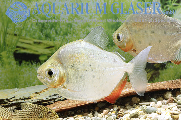 Metynnis lippincottianus - Aquarium Glaser GmbH