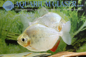 09. Characoids: tetra relationship - Page 2 of 5 - Aquarium Glaser GmbH