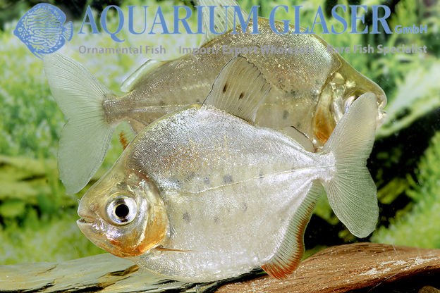Metynnis lippincottianus - Aquarium Glaser GmbH