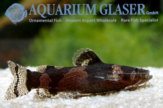 Microglanis „poecilus“ - Aquarium Glaser GmbH