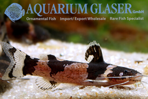 10c. Catfishes: remaining catfish from South America - Aquarium Glaser GmbH