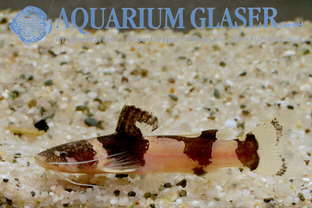Microglanis “poecilus” - Aquarium Glaser GmbH
