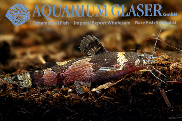 Microglanis “poecilus” - Aquarium Glaser GmbH