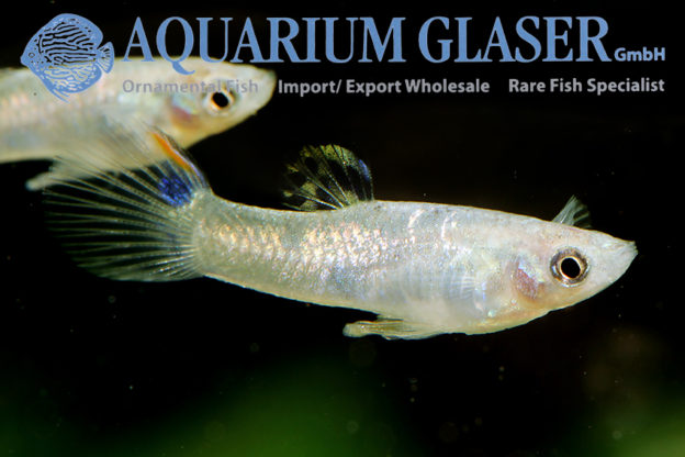 Micropoecilia picta "Trinidad“ - Aquarium Glaser GmbH