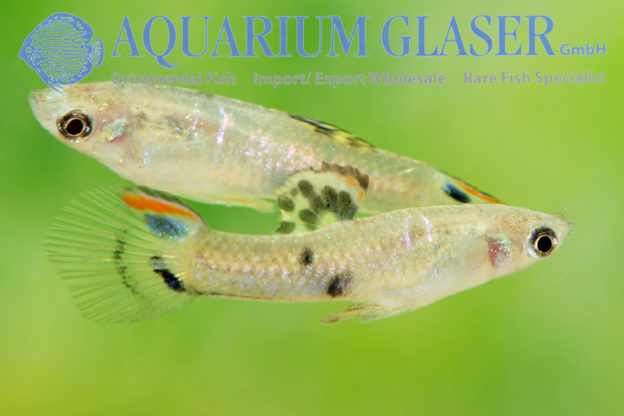 Micropoecilia picta „Trinidad“ - Aquarium Glaser GmbH
