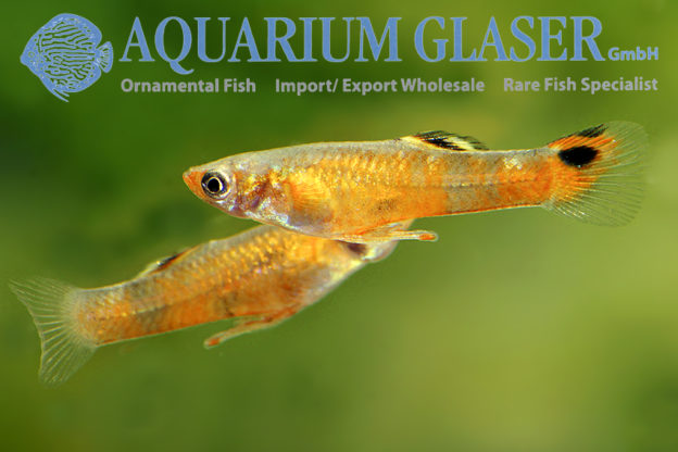Micropoecilia picta Red - Aquarium Glaser GmbH