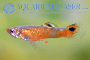 Micropoecilia picta Red - Aquarium Glaser GmbH