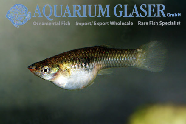 Micropoecilia picta Red - Aquarium Glaser GmbH