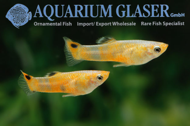 Micropoecilia picta Red Surinam - Aquarium Glaser GmbH