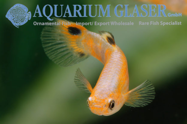 Micropoecilia picta Red Surinam - Aquarium Glaser GmbH