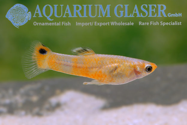 Micropoecilia picta Red Surinam - Aquarium Glaser GmbH