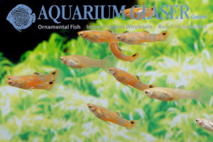 Micropoecilia picta Red Surinam - Aquarium Glaser GmbH