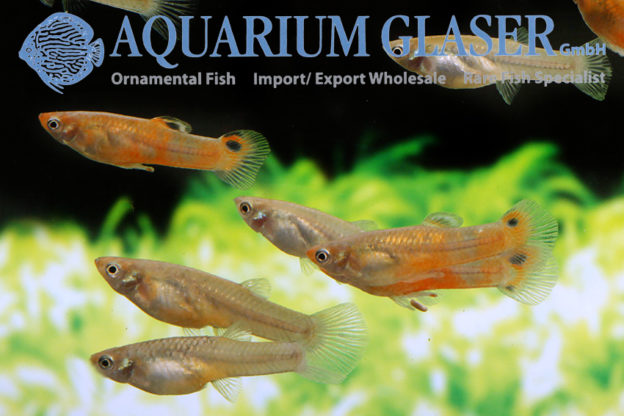 Micropoecilia picta Red Surinam - Aquarium Glaser GmbH