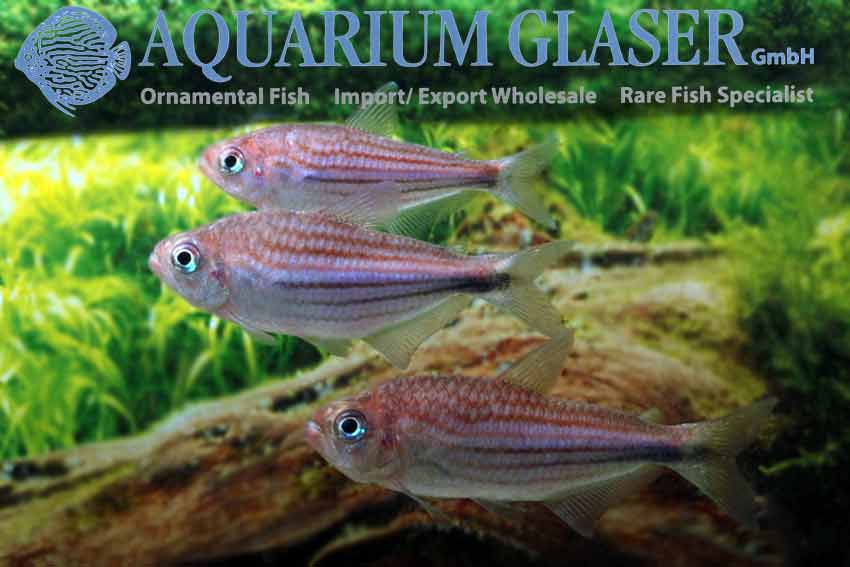 Moenkhausia agnesae - Aquarium Glaser GmbH