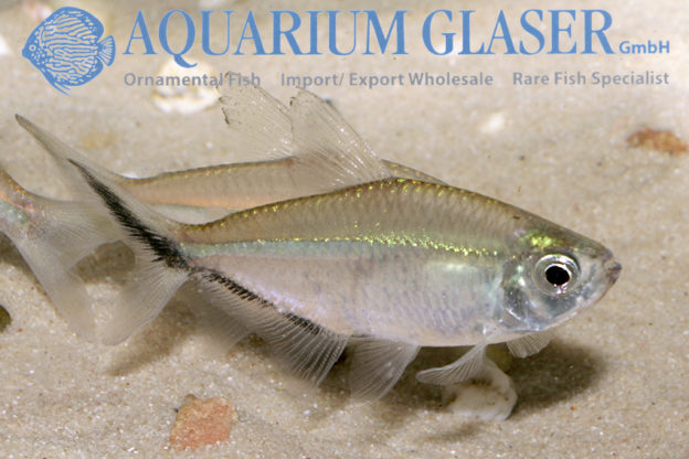 Moenkhausia costae - Aquarium Glaser GmbH