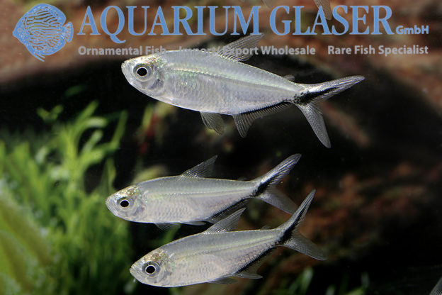 Moenkhausia costae - Aquarium Glaser GmbH