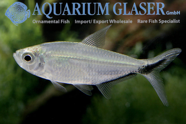 Moenkhausia - Aquarium Glaser GmbH