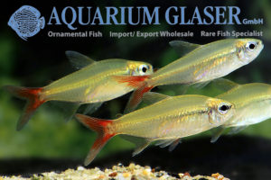 Moenkhausia copei - Aquarium Glaser GmbH