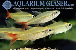 collettii - Aquarium Glaser GmbH