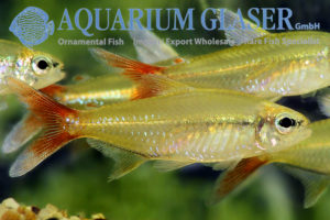Moenkhausia copei - Aquarium Glaser GmbH