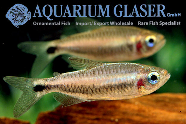 Moenkhausia cosmops - Aquarium Glaser GmbH