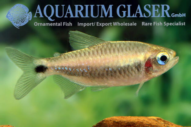 Moenkhausia cosmops - Aquarium Glaser GmbH
