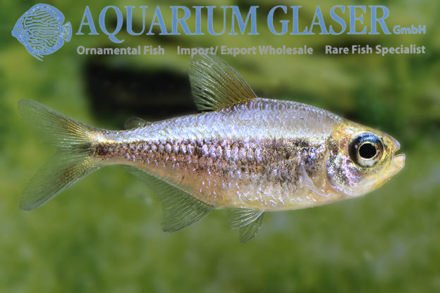 Moenkhausia - Aquarium Glaser GmbH