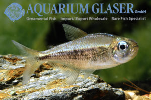 Moenkhausia - Aquarium Glaser GmbH