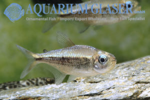 Moenkhausia - Aquarium Glaser GmbH
