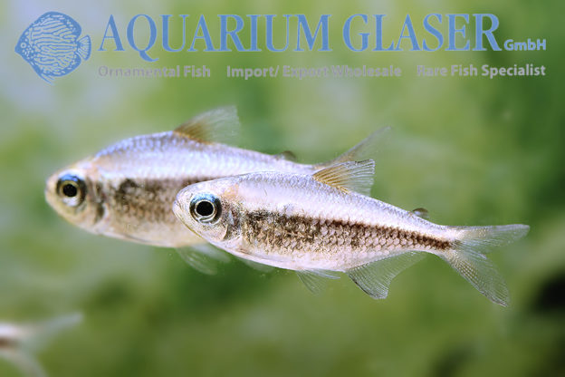 Moenkhausia - Aquarium Glaser GmbH
