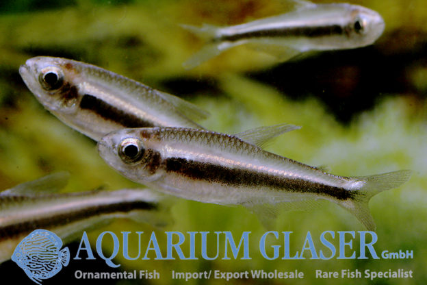Moenkhausia phaeonota - Aquarium Glaser GmbH