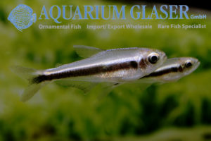 Moenkhausia phaeonota - Aquarium Glaser GmbH